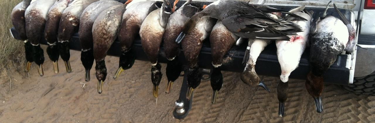 How far will a 7.5 shot travel out of a 12 gauge? > General Discussion ...