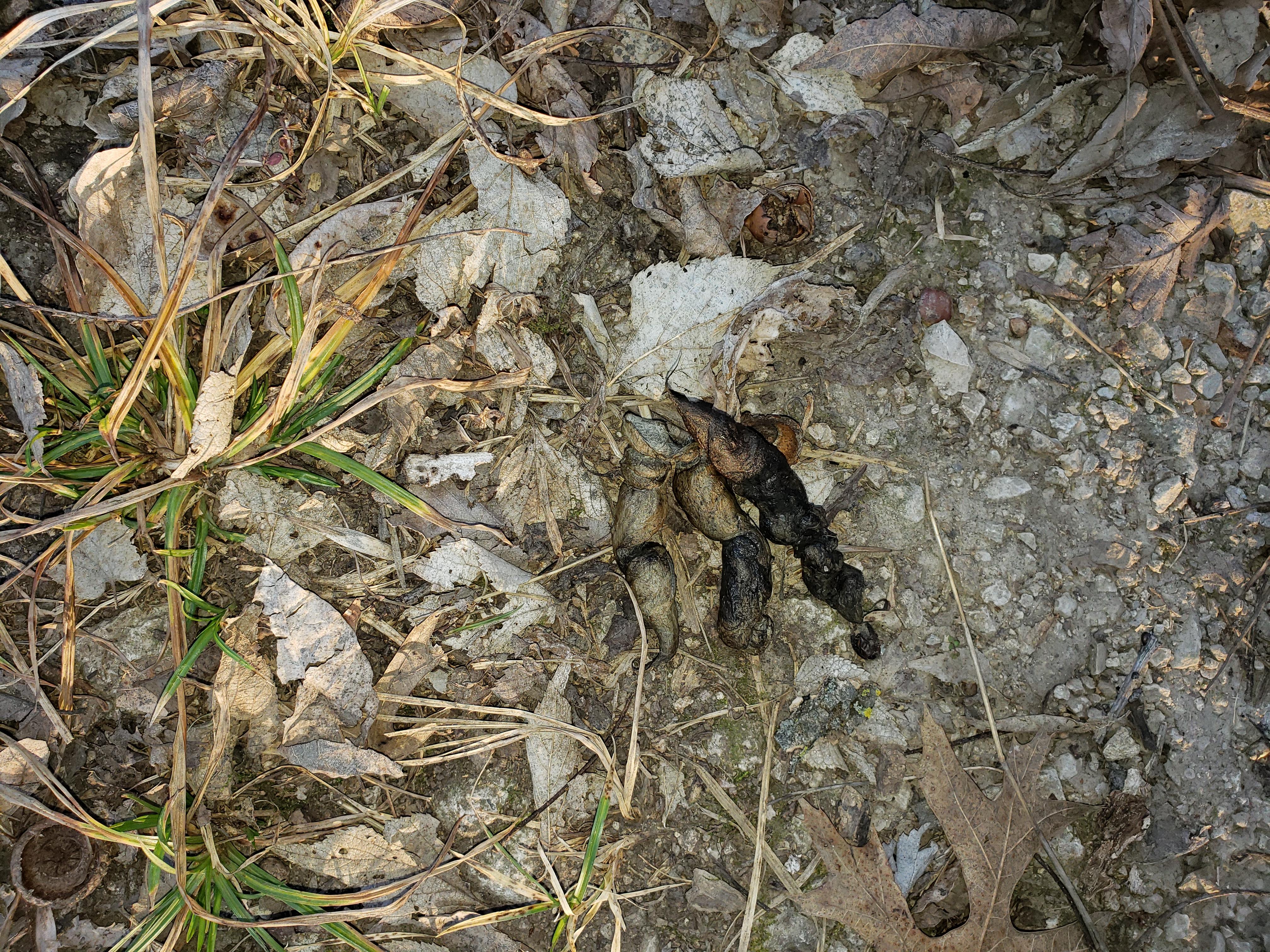 scat identification. pictures here. What animal(s) made these ? | The ...