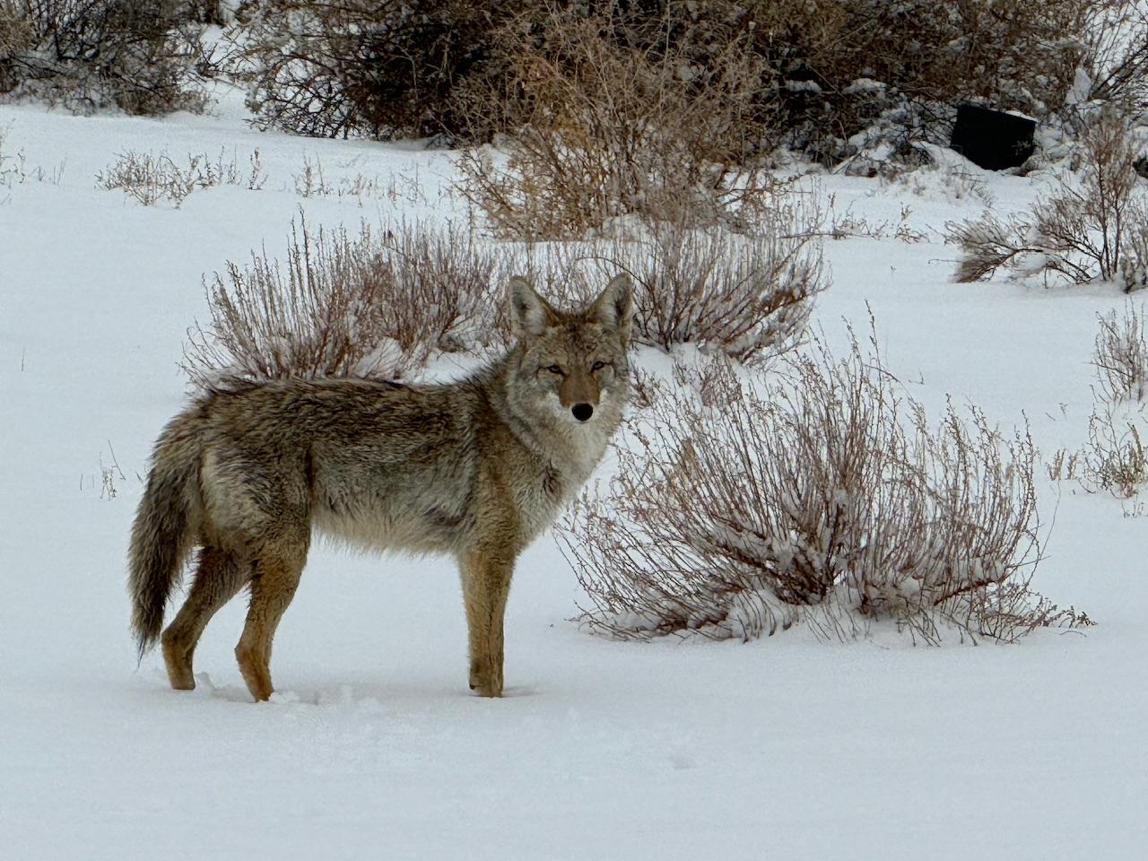 17hmr and 22 mag as a coyote round ? > General Discussion > AR15.COM